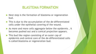 Histological processes during regeneration | PPTX