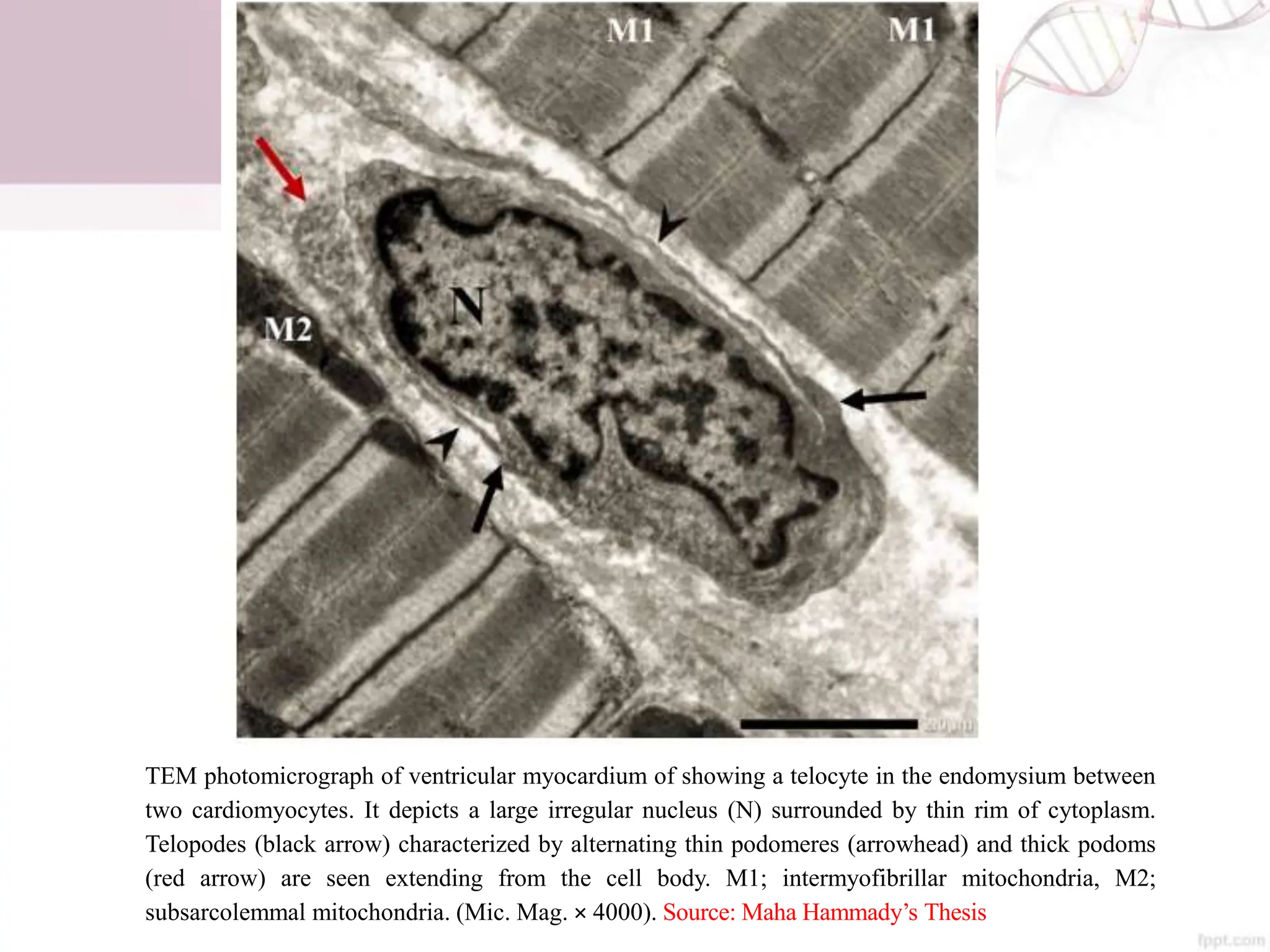 Histological review of the cardiac muscle - maha hammady.pptx