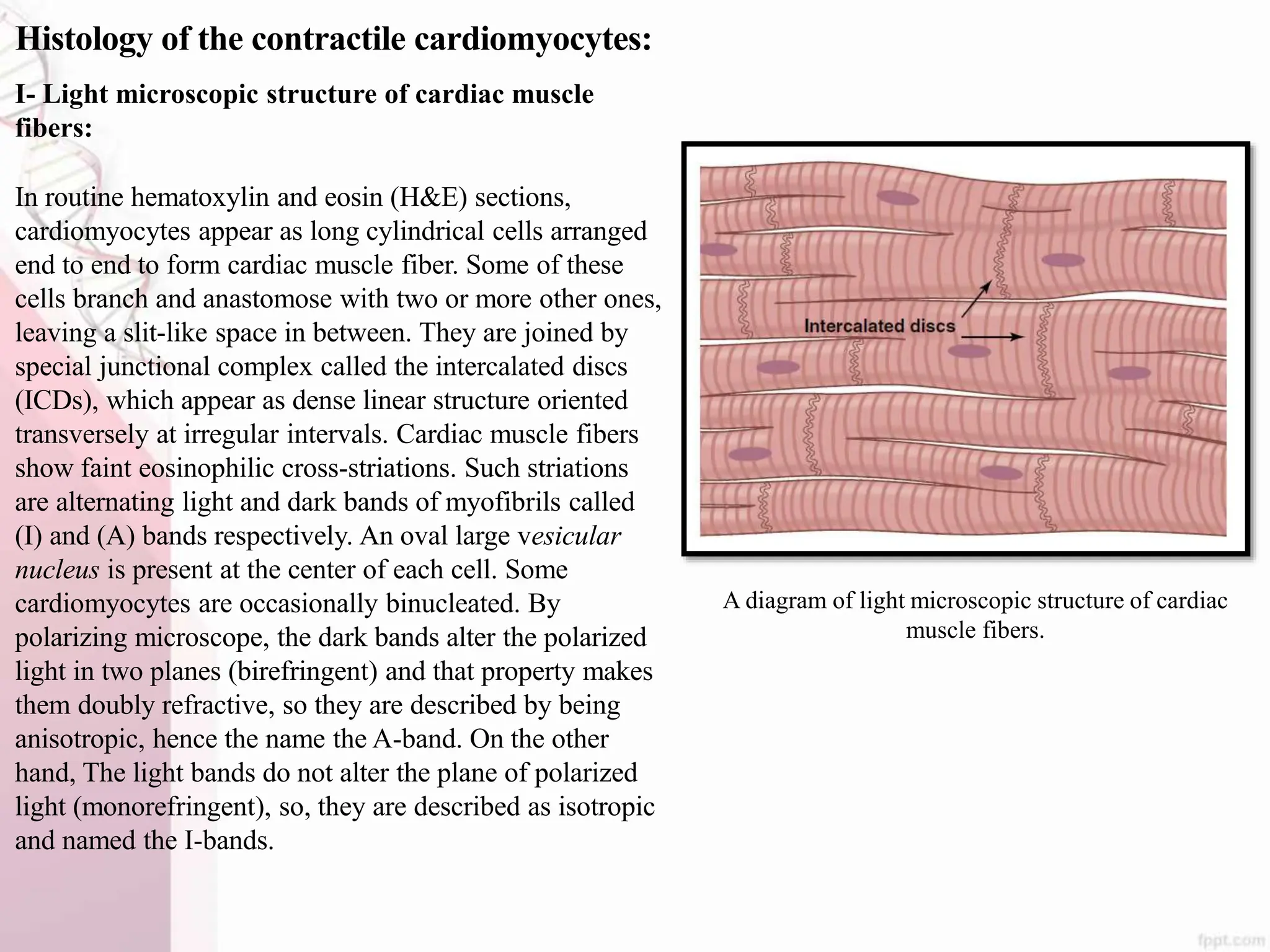 Histological review of the cardiac muscle - maha hammady.pptx