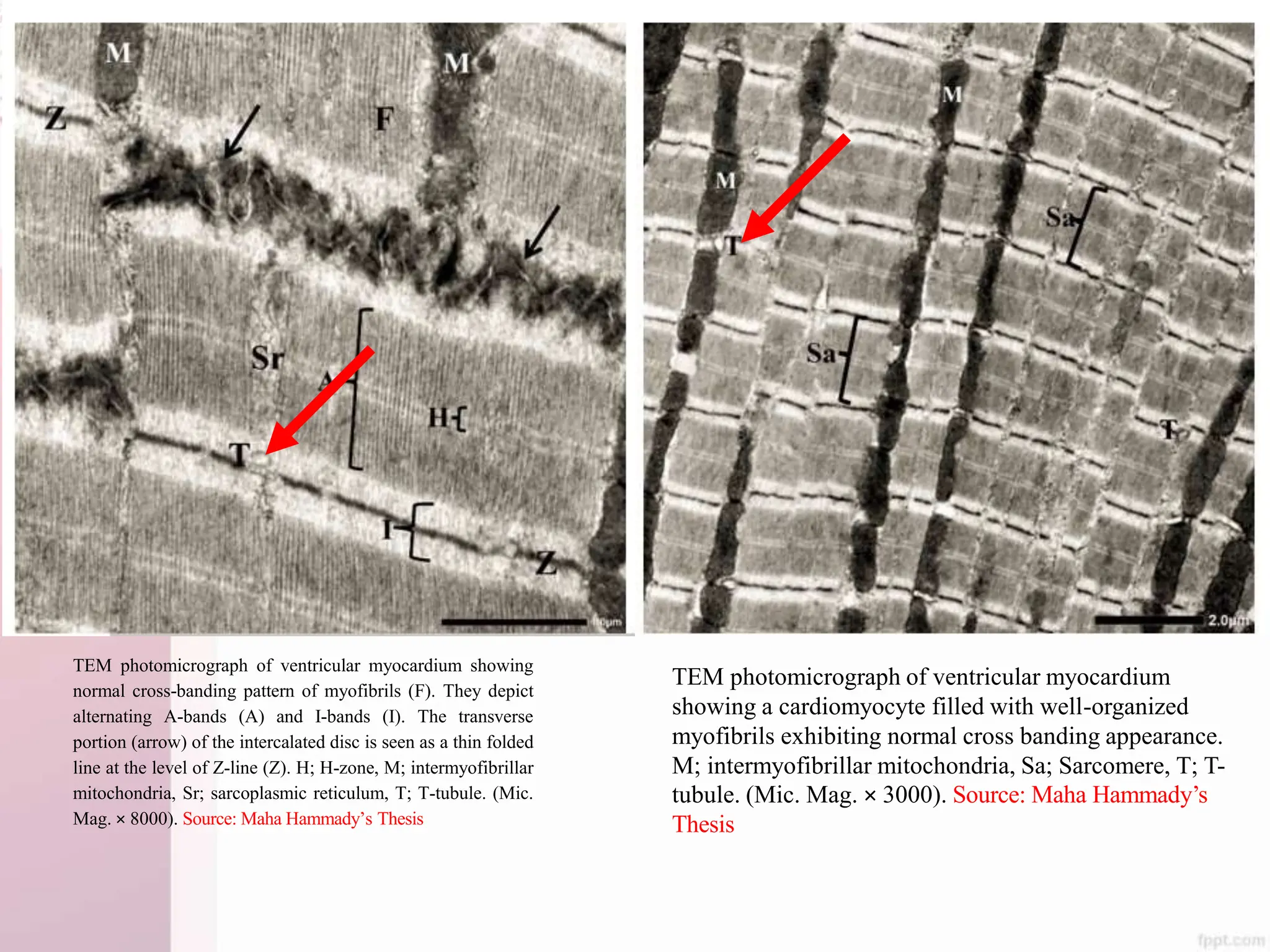 Histological review of the cardiac muscle - maha hammady.pptx