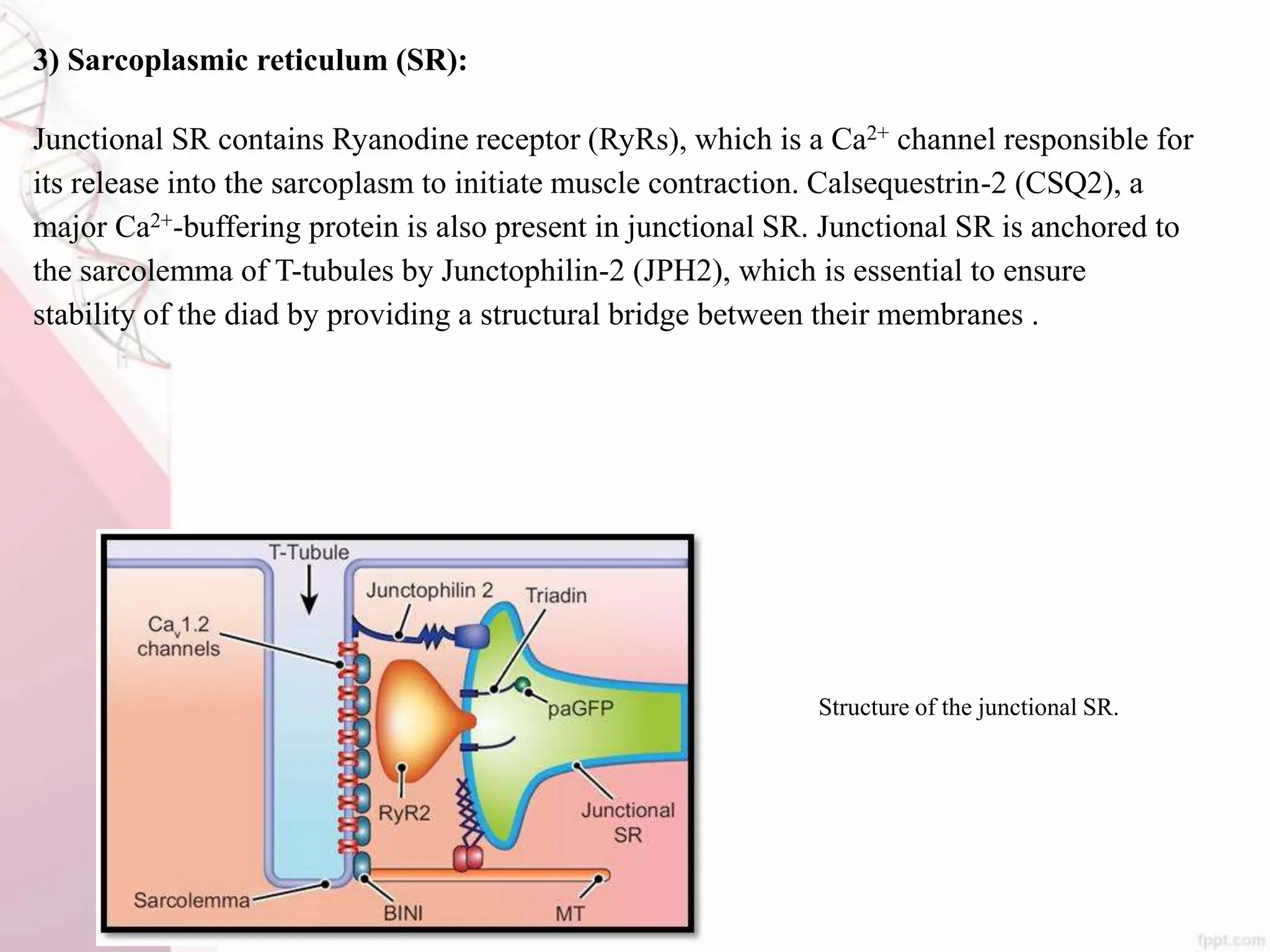 Histological review of the cardiac muscle - maha hammady.pptx