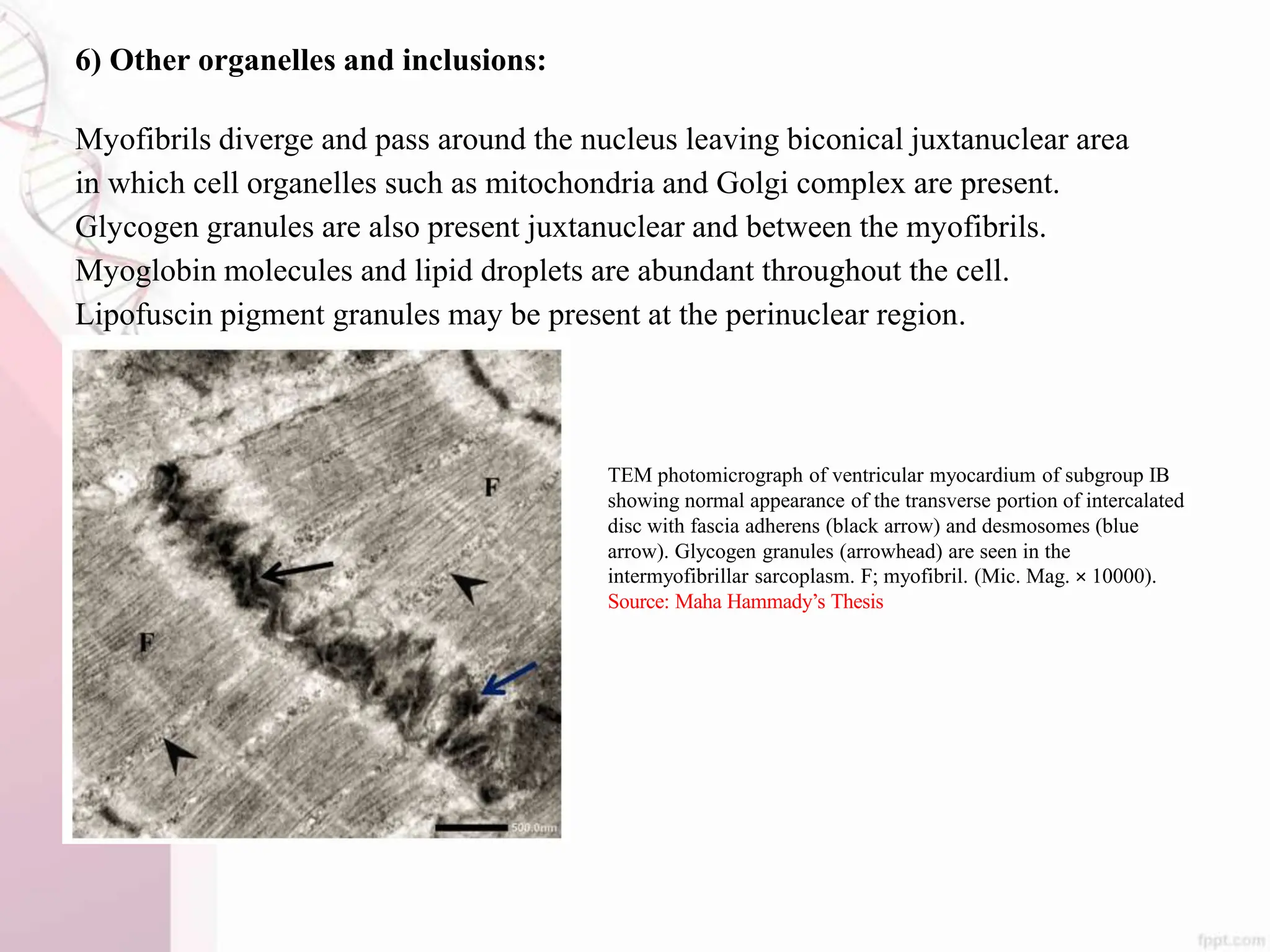 Histological review of the cardiac muscle - maha hammady.pptx