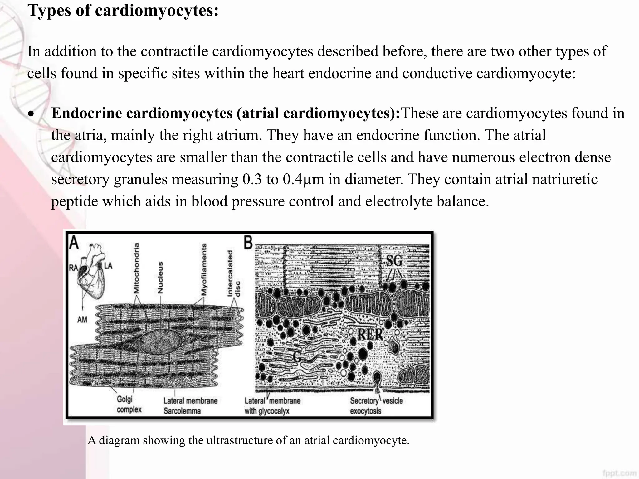 Histological review of the cardiac muscle - maha hammady.pptx