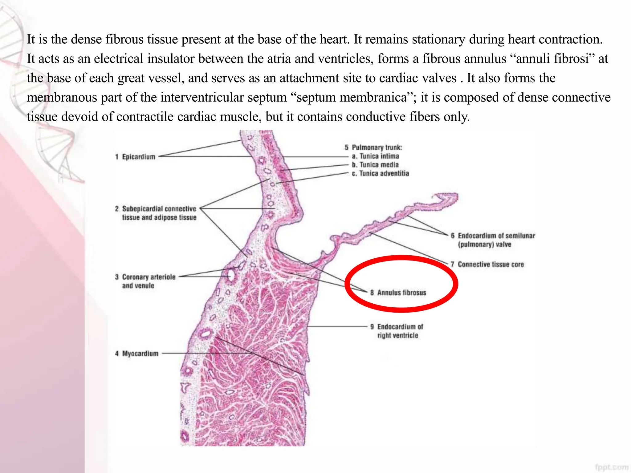 Histological review of the cardiac muscle - maha hammady.pptx