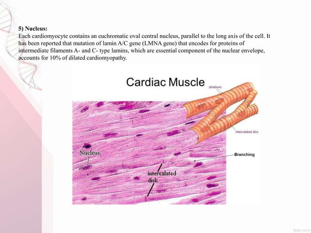Histological review of the cardiac muscle - maha hammady.pptx | Heart ...