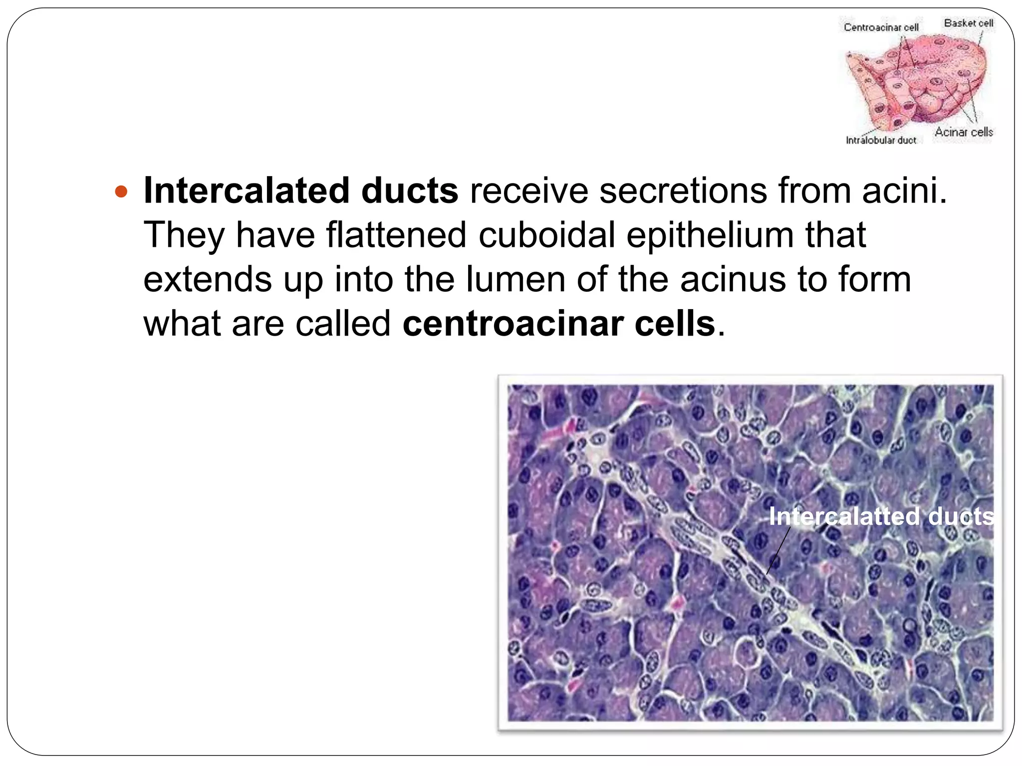 Histological structure of pancreas | PPTX