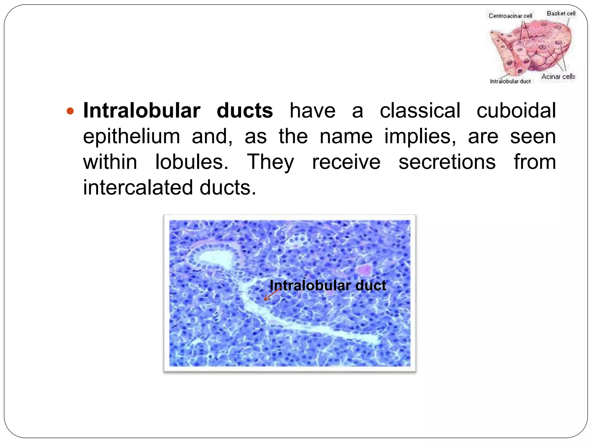 Histological structure of pancreas | PPTX