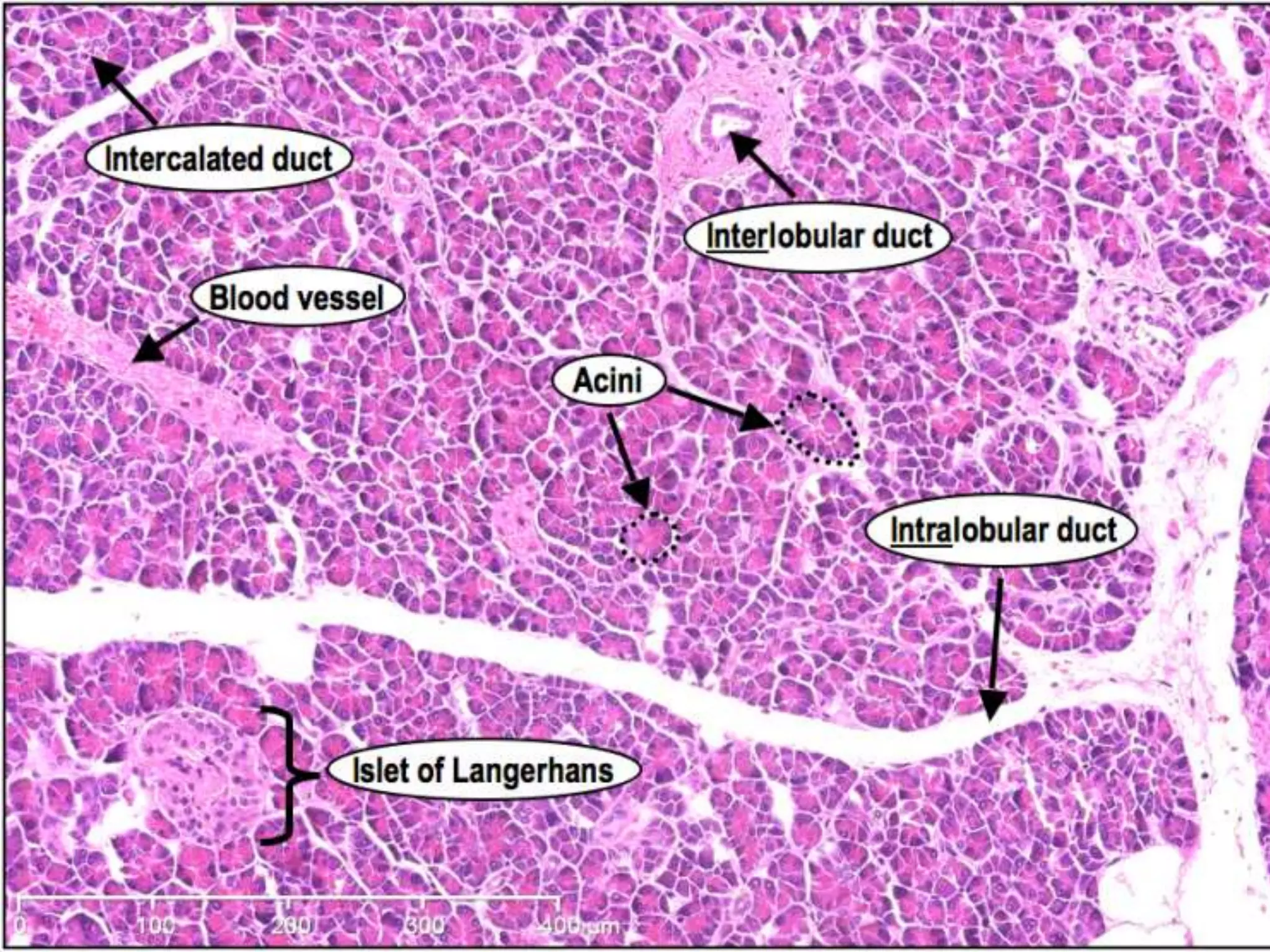 Histological structure of pancreas | PPTX