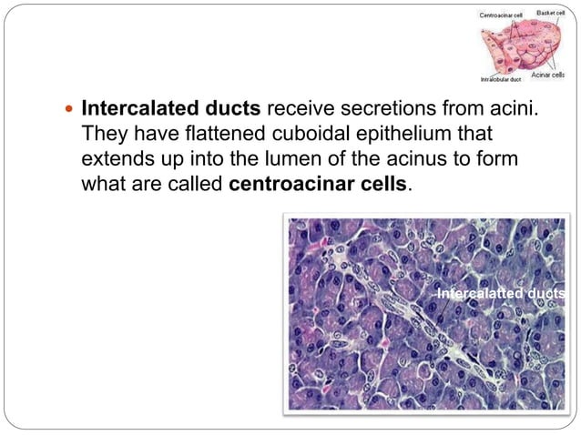 Histological structure of pancreas | PPTX
