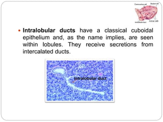 Histological structure of pancreas | PPTX