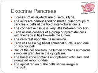Histological structure of pancreas | PPTX