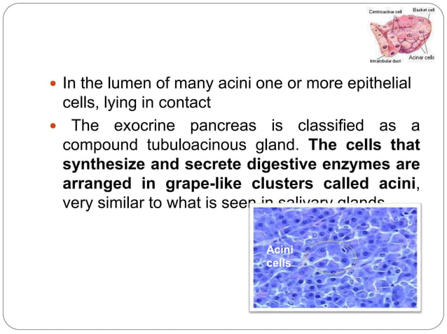 Histological structure of pancreas | PPTX