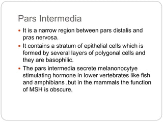 Histological structure of pituitory gland | PPTX