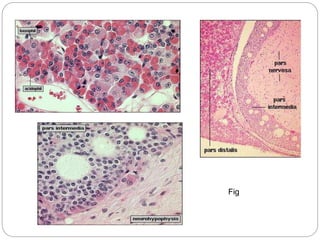 Histological structure of pituitory gland | PPTX
