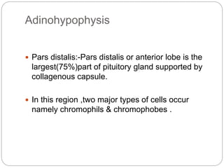 Histological structure of pituitory gland | PPTX