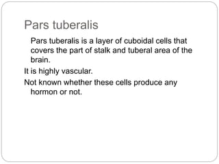 Histological structure of pituitory gland | PPTX