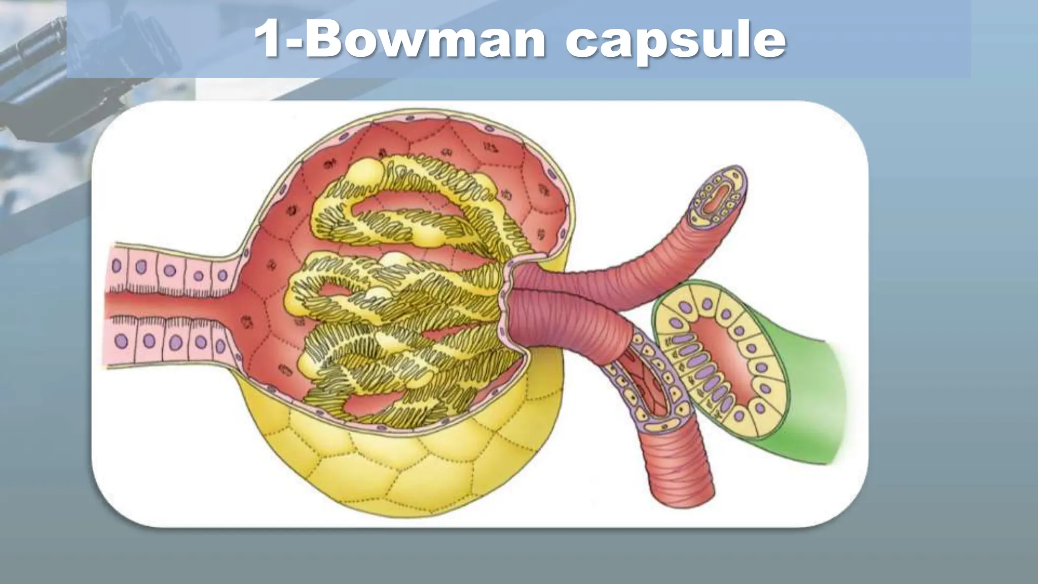 Histological Structure of The Renal Corpuscle Suits its function- maha ...