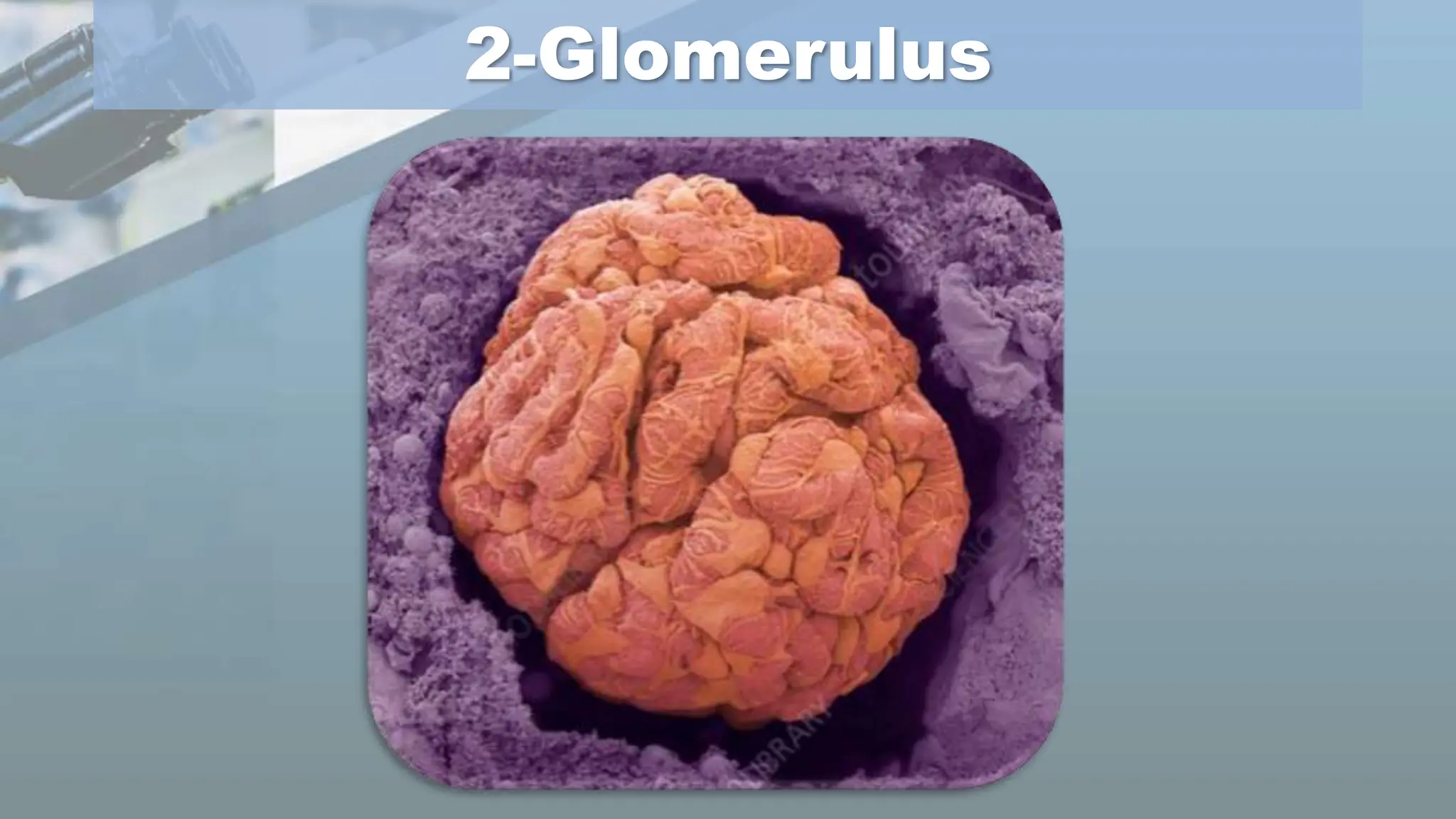 Histological Structure of The Renal Corpuscle Suits its function- maha ...