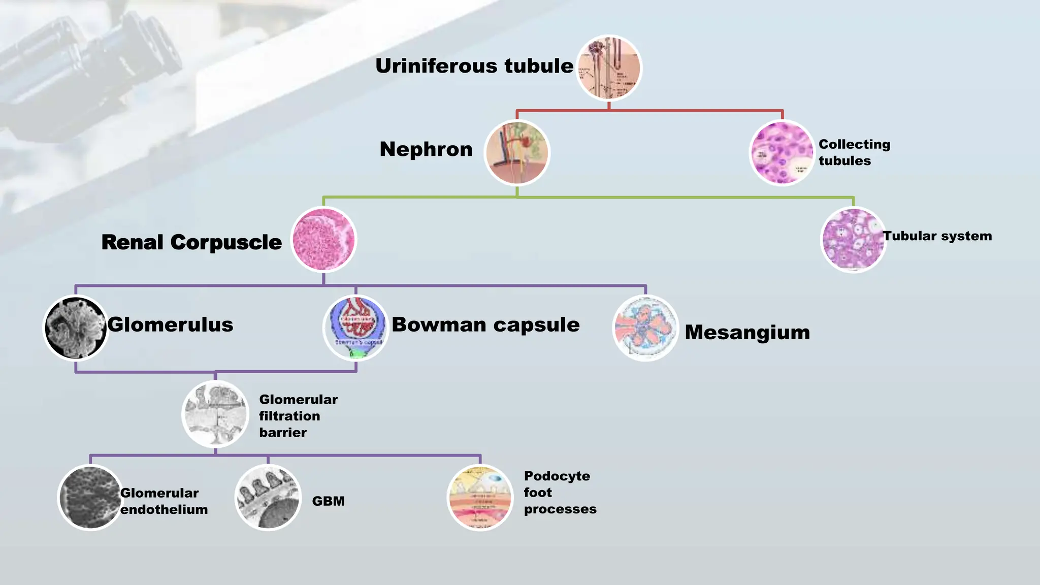Histological Structure of The Renal Corpuscle Suits its function- maha ...