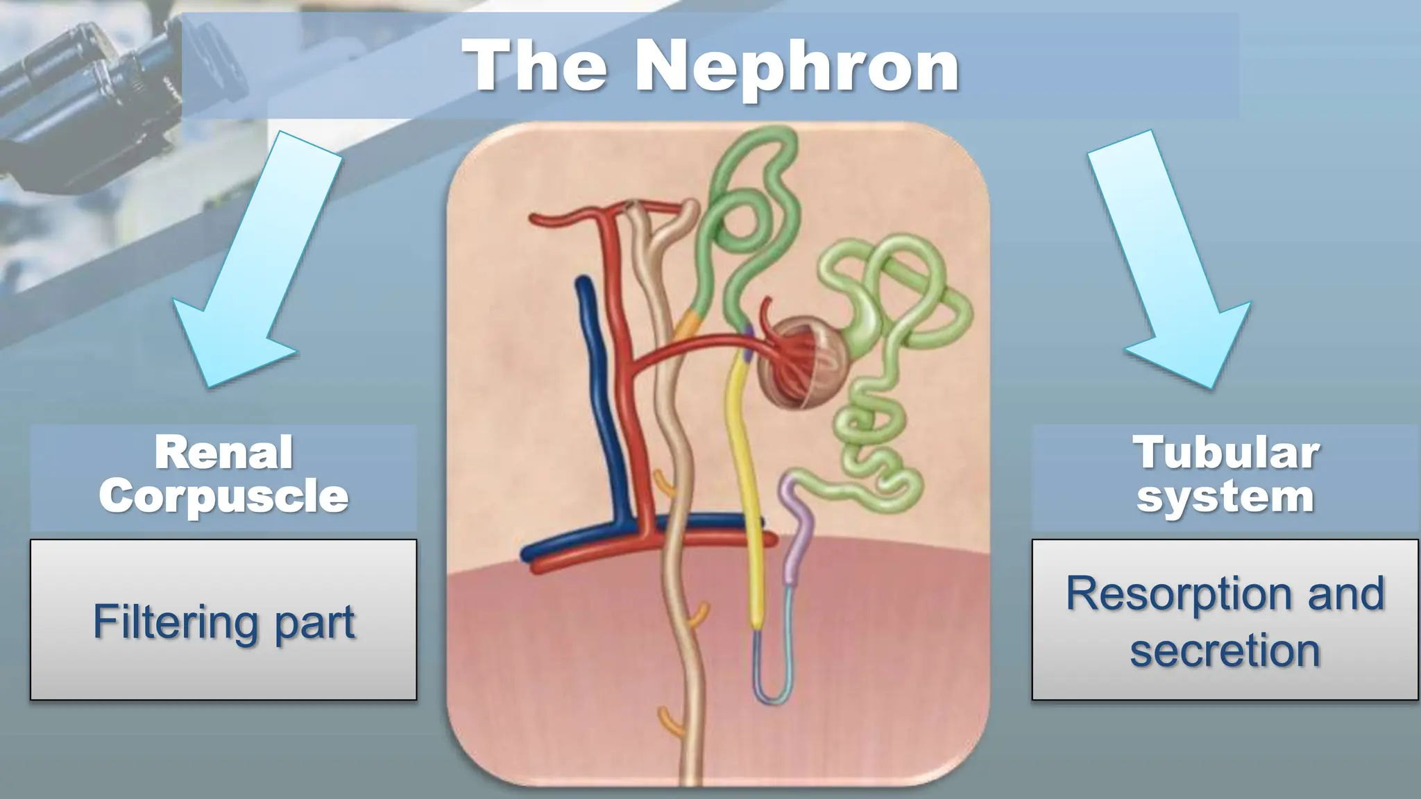 Histological Structure Of The Renal Corpuscle Suits Its Function Maha Hammady Pptx