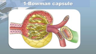 Histological Structure of The Renal Corpuscle Suits its function- maha ...