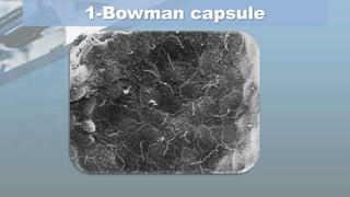 Histological Structure of The Renal Corpuscle Suits its function- maha ...