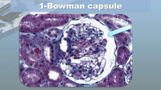 Histological Structure of The Renal Corpuscle Suits its function- maha ...