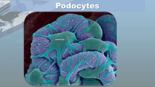 Histological Structure of The Renal Corpuscle Suits its function- maha ...