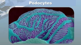 Histological Structure of The Renal Corpuscle Suits its function- maha ...