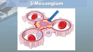 Histological Structure of The Renal Corpuscle Suits its function- maha ...