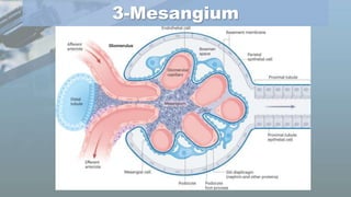 Histological Structure of The Renal Corpuscle Suits its function- maha ...