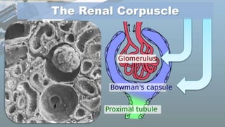 Histological Structure of The Renal Corpuscle Suits its function- maha ...