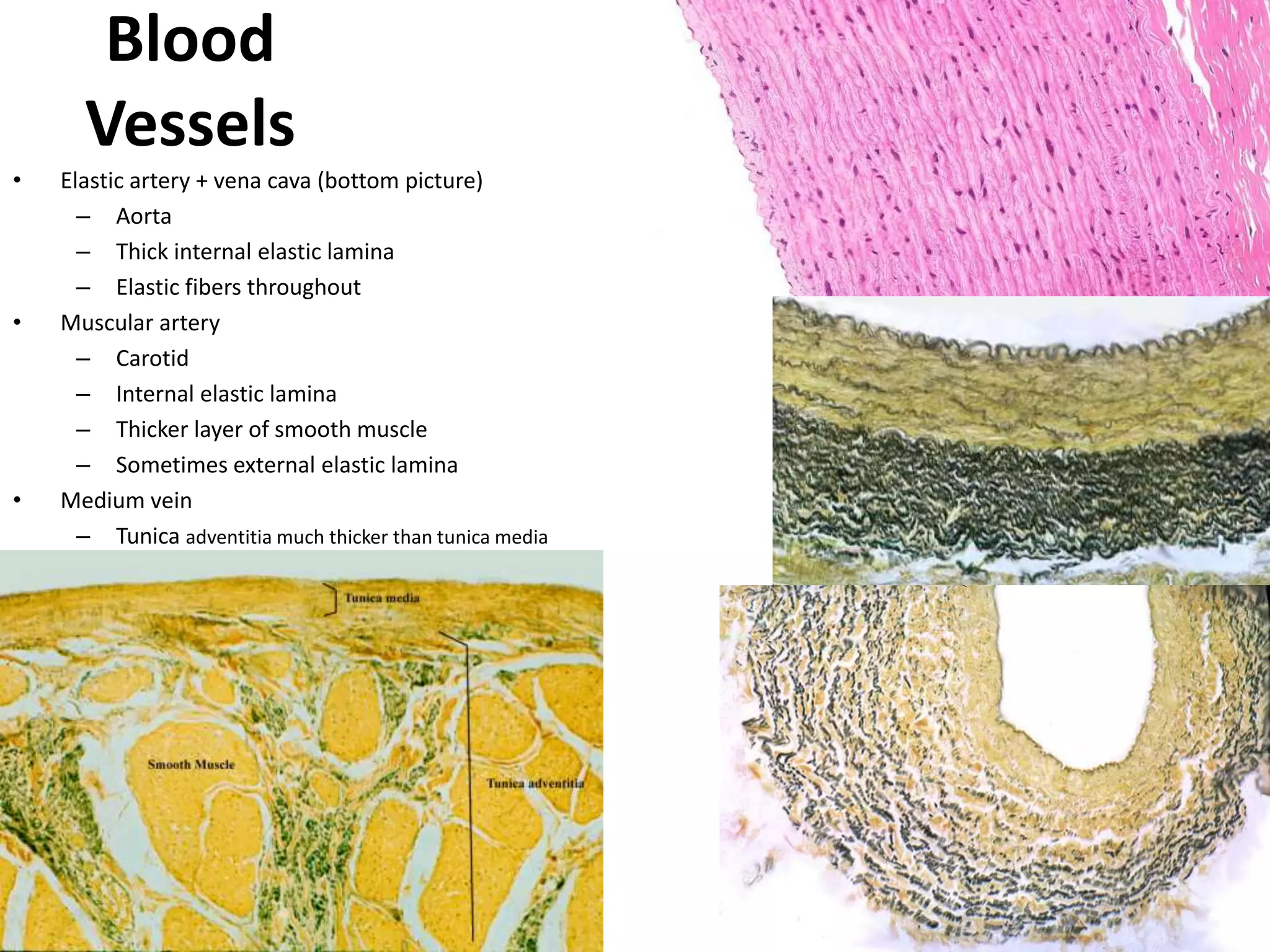 Histological structures | PPTX