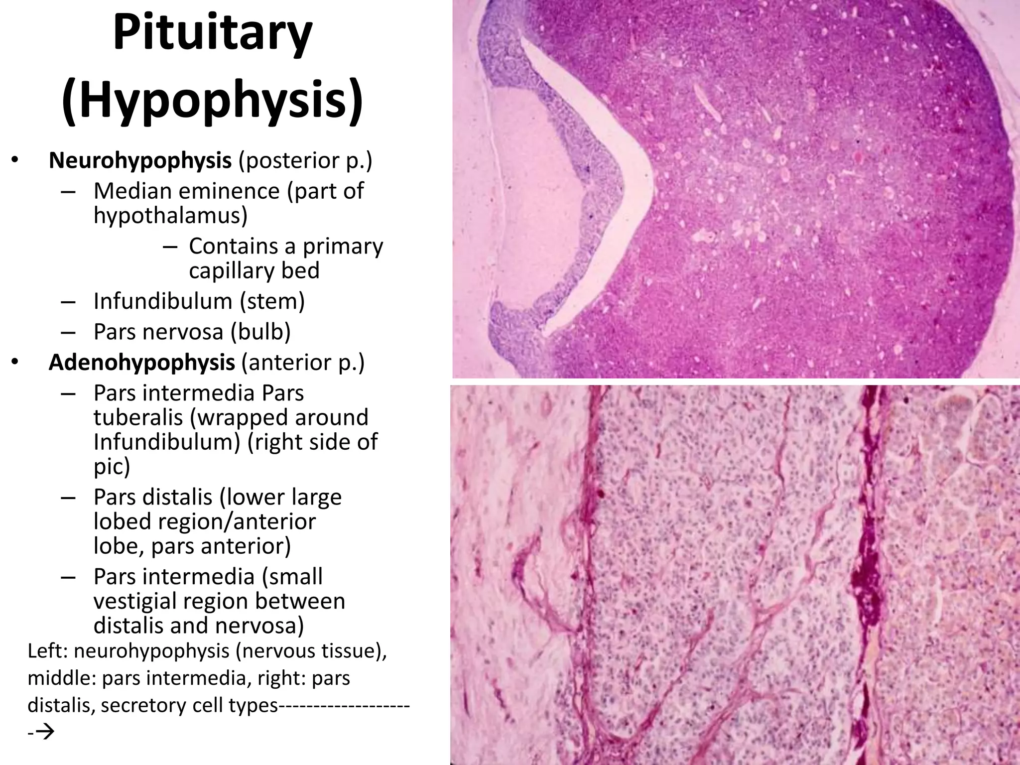 Histological structures | PPTX