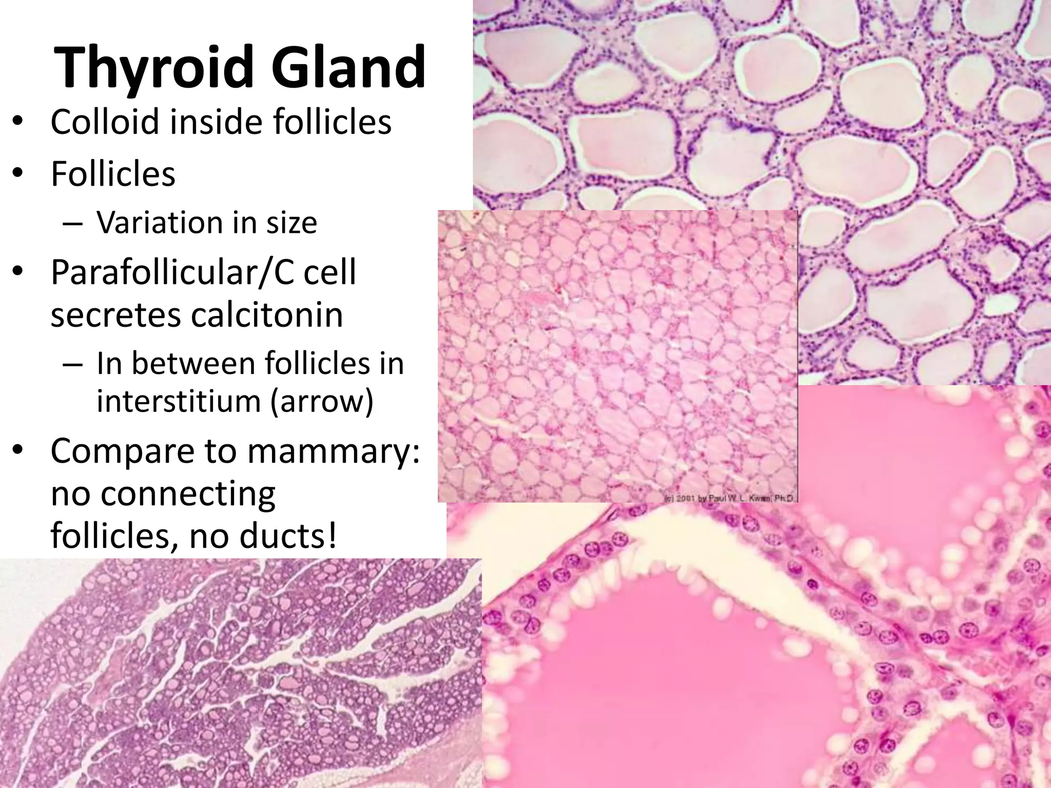 Histological structures | PPTX