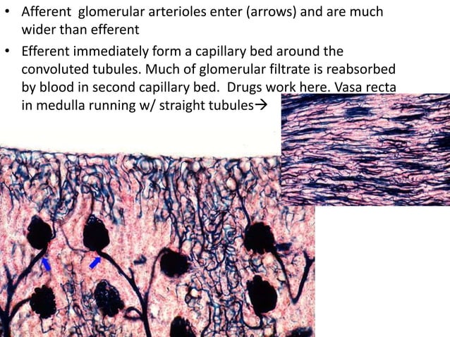 Histological structures | PPT