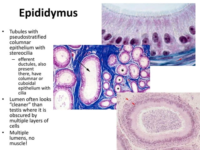 Histological structures | PPT