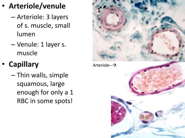 Histological structures | PPT