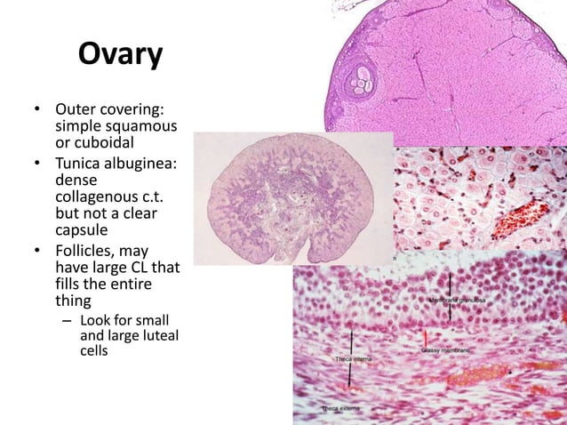 Histological structures | PPT