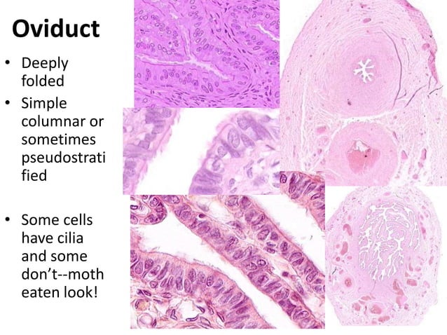 Histological structures | PPT