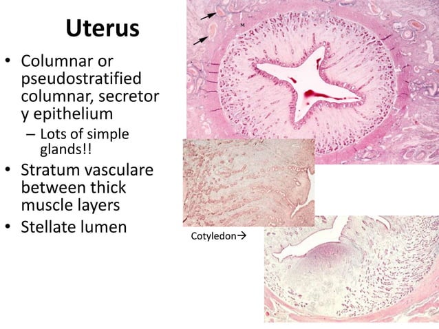 Histological structures | PPT
