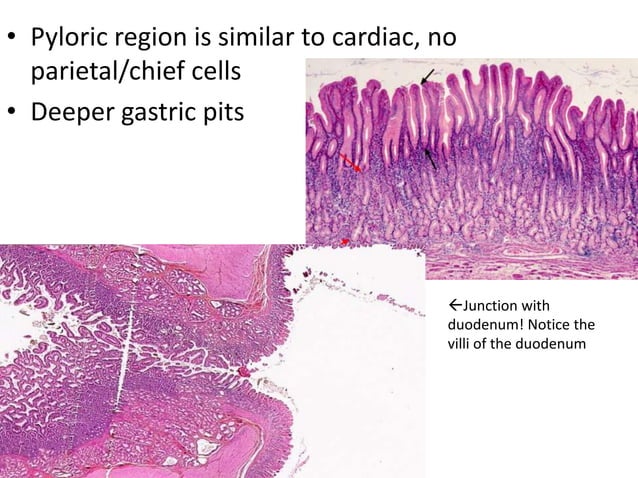 Histological structures | PPT