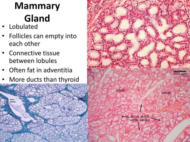 Histological structures | PPT
