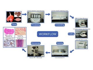 Histological Techniques: Section 1:Tissue collection and Grossing | PPTX