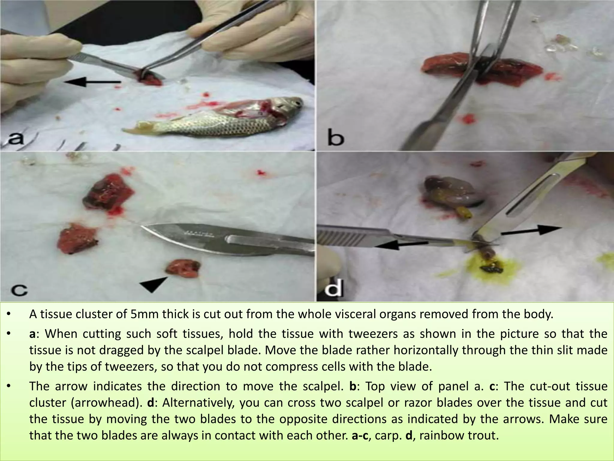 Histological techniques in fish disease diagnosis by B.pptx