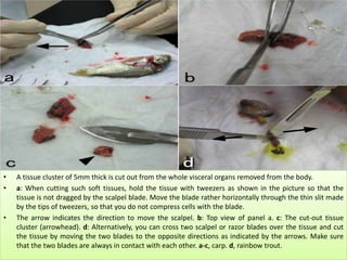 Histological techniques in fish disease diagnosis by B.pptx