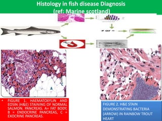 Histological techniques in fish disease diagnosis by B.pptx