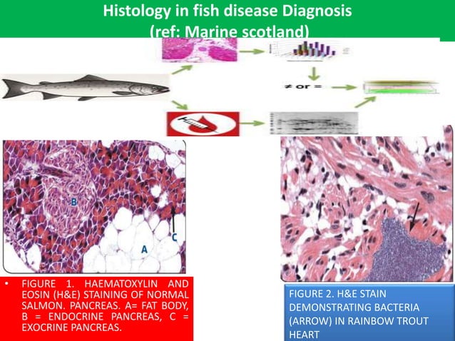 Histological techniques in fish disease diagnosis by B.pptx ...