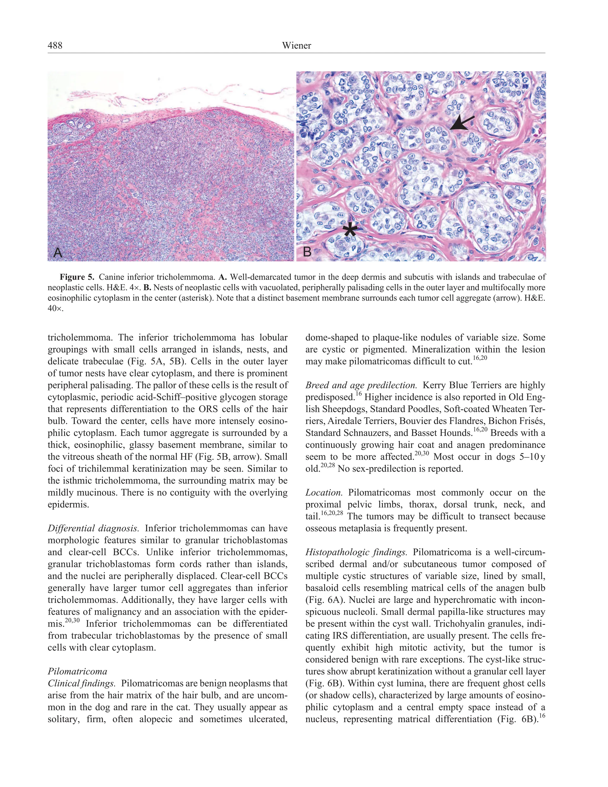 Histologic features of hair follicle neoplasms and cysts in dogs and ...