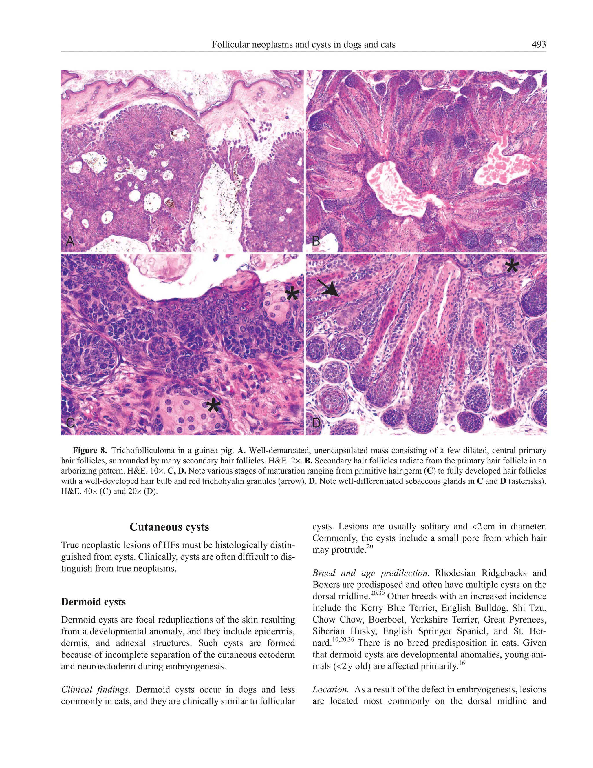 Histologic features of hair follicle neoplasms and cysts in dogs and ...